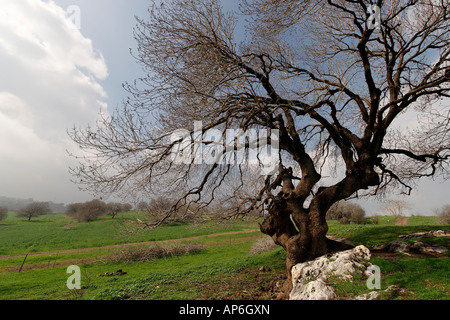 Israel the Lower Galilee Atlantic Pistachio tree by the tomb of Hanina ...