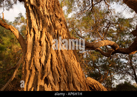 Israel, Negev Desert Tamarix (tamarisk, salt cedar) trees Stock Photo ...