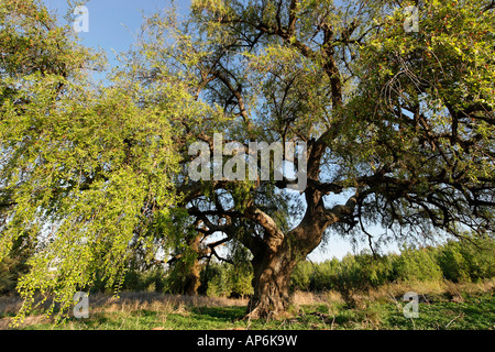 Israel, Shephelah, Jujube tree in Ben Shemen Stock Photo - Alamy