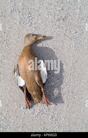 Dead duck Stock Photo - Alamy