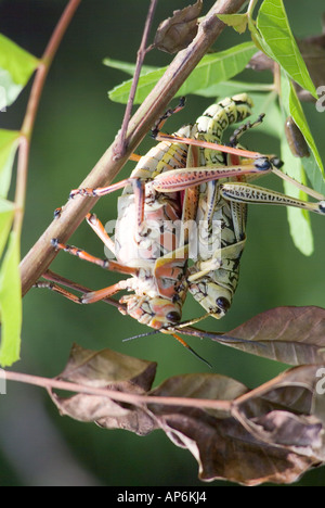 Southeastern lubber grasshopper insects bugs garden pests Stock Photo ...
