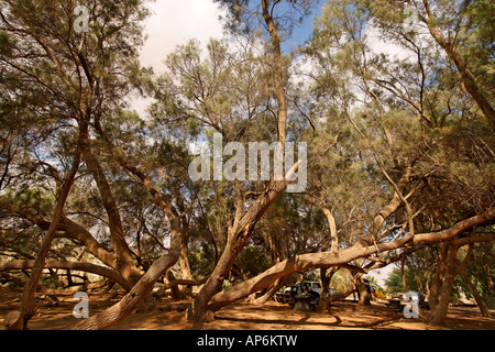 Israel Negev desert Tamarisk trees growing in the western Negev desert ...