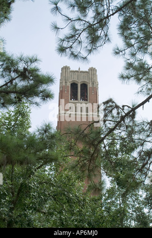 Gainesville Florida,University of Florida,Century Tower,sabal palm tree ...