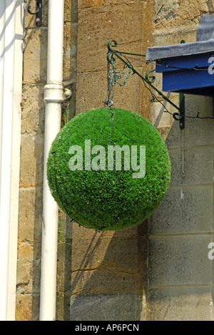 A green privet ball hanging basket Stock Photo - Alamy