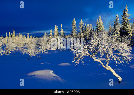 Forest in Winter in Sweden Stock Photo - Alamy