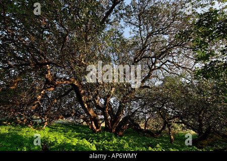 Israel Carob trees in Sharon Park Stock Photo - Alamy
