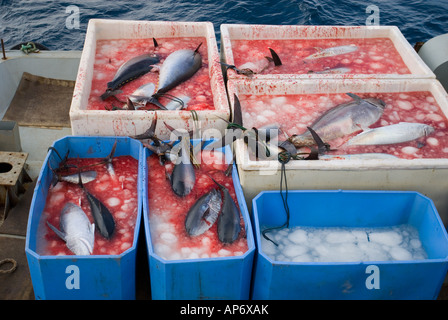 Bluefin tuna harvest in Eastern Mediterranean Turkey Stock Photo - Alamy