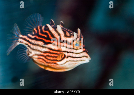 Female Shaw's cowfish, Aracana aurita, Sydney Aquarium, Sydney ...