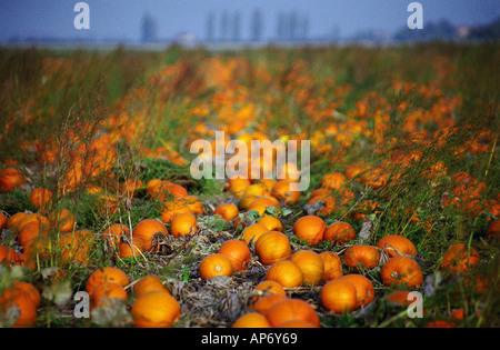 The David Bowman Ltd Pumpkin Farm Spalding Lincolnshire, largest ...