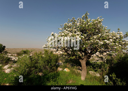 Israel Shephela region Syrian Pear tree in Modiin Stock Photo - Alamy