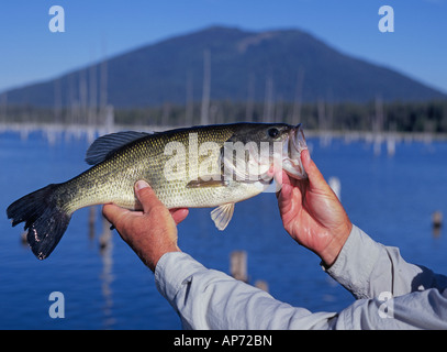 This three pound largemouth bass being held by an angler was caught in ...
