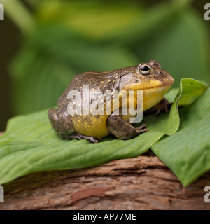African bullfrog, pixie frog, pyxicephalus adspersus Stock Photo - Alamy