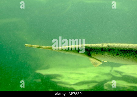 The longnose gar (Lepisosteus osseus) is a prehistoric fish species ...