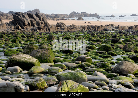 Beach near Duckpool in Cornwall, UK Stock Photo - Alamy