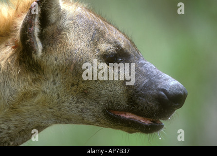 Spotted hyena or laughing hyena (Crocuta crocuta) showing submissive ...