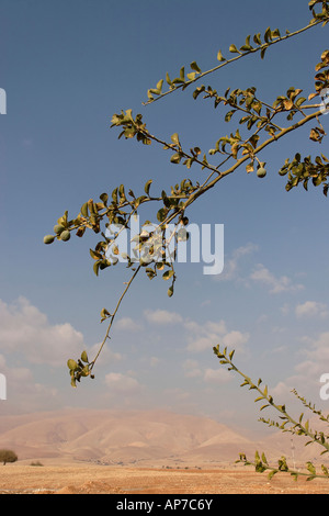 Jericho Balsam tree Balanites Aegyptiaca in the Jordan Valley Stock ...