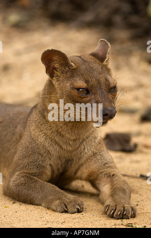 Fosa portrait, Cryptoprocta ferox, Kirindy Forest in Madagascar. Beast ...