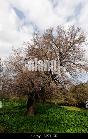 Israel, Menashe Heights. Mount Tabor Oak (Quercus ithaburensis) tree in ...