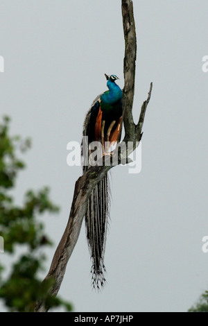 Peafowl in Uda Walawe National Park, Sri Lanka Stock Photo - Alamy