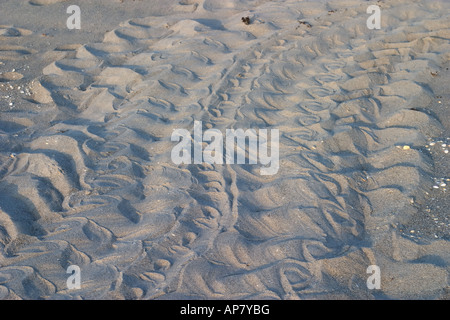 Sea Turtle tracks in the sand of Buck Island Reef National Monument ...