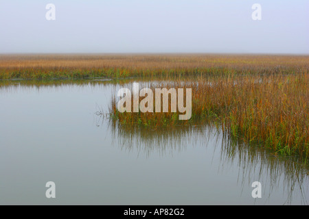 Cordgrass (Spartina alterniflora) in a salt water marsh creek at high ...