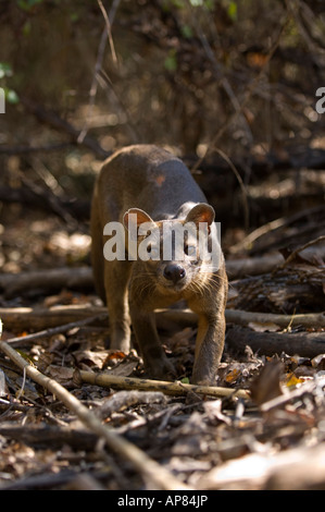 Madagascar wildlife - fosa, in the nature forest habitat. Cat dog like ...