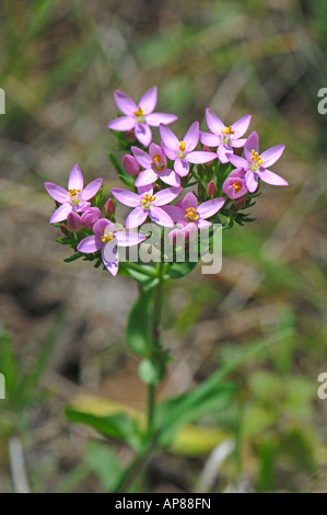 Common Centaury (Centaurium minus), flowering Stock Photo - Alamy