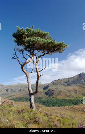 Beinn Eighe Visitor Centre Stock Photo - Alamy