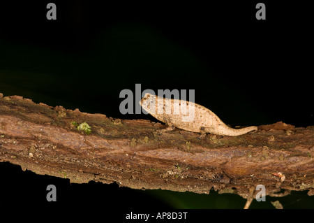 pygmy stump-tailed chameleon, Brookesia minima, Montagne d'Ambre ...