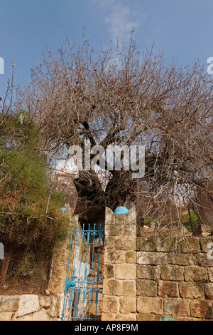 Israel the Lower Galilee Atlantic Pistachio tree by the tomb of Hanina ...