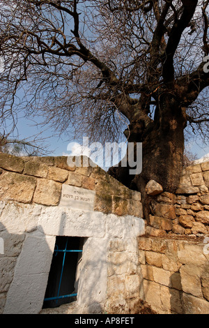 Israel the Lower Galilee Atlantic Pistachio tree by the tomb of Hanina ...