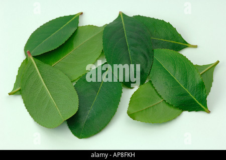 Khat (Catha edulis), leaves, studio picture Stock Photo - Alamy
