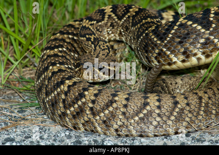 Photographer with Eastern Diamondback rattlesnake (Crotalus atrox ...