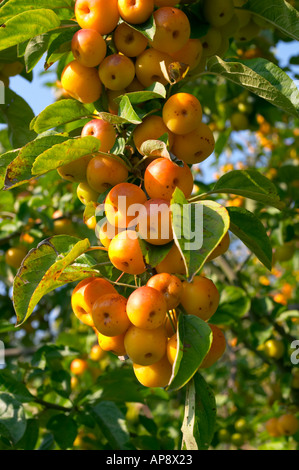 Malus ‘Butterball’. Crab apple ‘Butterball’ fruit on display. UK Stock ...