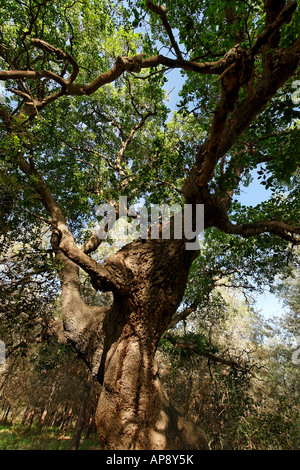 Israel Wadi Iron Mount Tabor Oak tree Quercus Ithaburensis in Hurbat ...