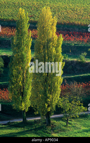 landscape of poplar trees in front of apricot orchard, Oburdan ...