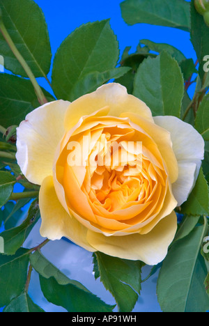 Yellow David Austin rose variety Graham Thomas Stock Photo - Alamy