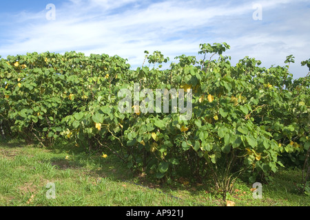 Kava foliage, shrub growing Stock Photo - Alamy