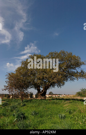 Israel Sharon region Mount Tabor Oak tree Quercus Ithaburensis in ...