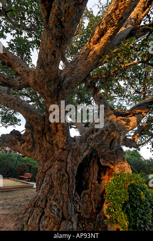 Israel Coastal Plain Sycamore tree Ficus Sycomorus in Ramat Gan Stock ...