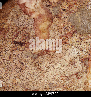 Signs of root rot disease on wheat Stock Photo - Alamy