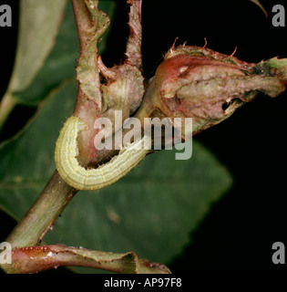 Caterpillar on a rose Stock Photo - Alamy