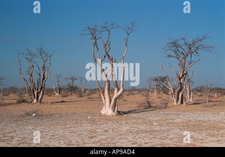 Moringa ovalifolia trees in the Ghost Tree Forest in Etosha National ...
