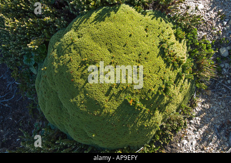 Balsam Bog Cushion Plant (Bolax gummifera) grows at Gypsy Cove Stanley ...