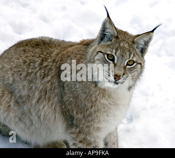 Close-up portrait of Eurasian lynx / Northern lynx (Lynx lynx lynx ...