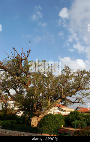 Israel Coastal Plain Sycamore tree Ficus Sycomorus in Ramat Gan Stock ...