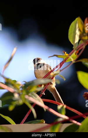 Black-capped Chickadee Parus atricapillus & Tufted Titmouse Baeolophus ...