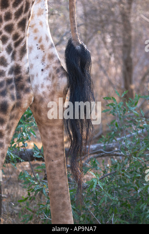 Giraffe rear legs and tail Stock Photo - Alamy