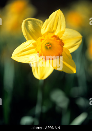 Daffodil the flower of St David's Stock Photo - Alamy
