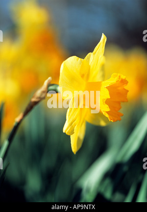 Daffodil the flower of St David's Stock Photo - Alamy
